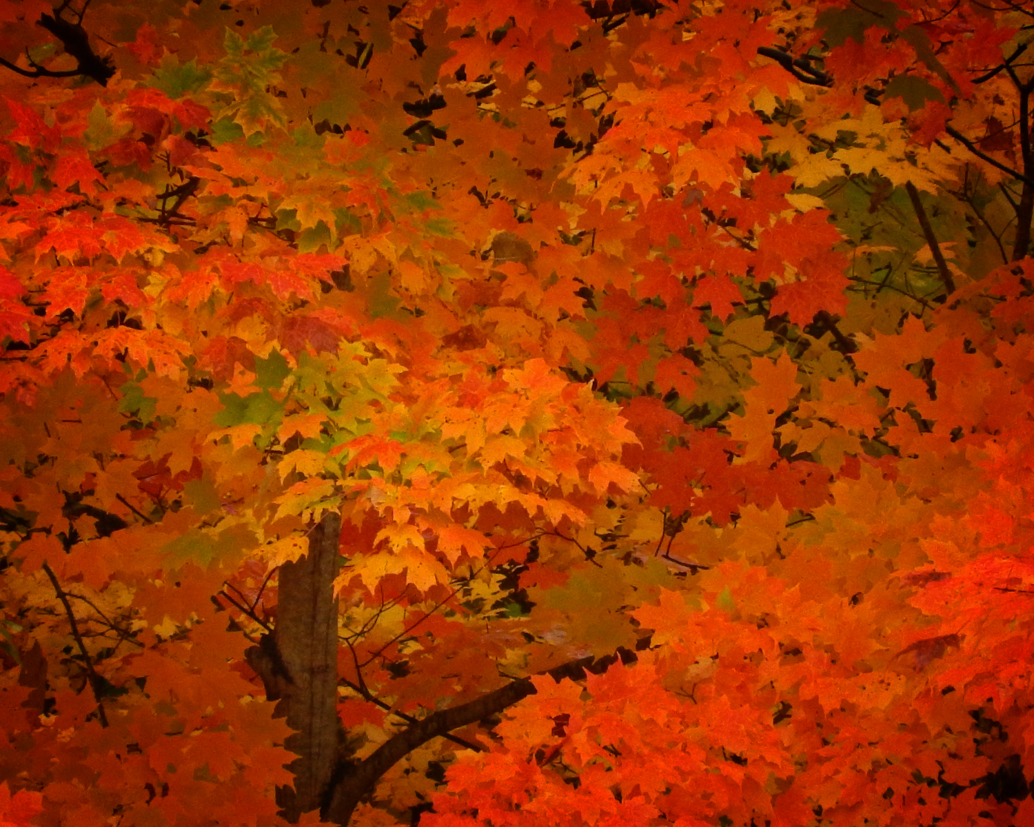 Autumn Impressionism | Shutterbug
